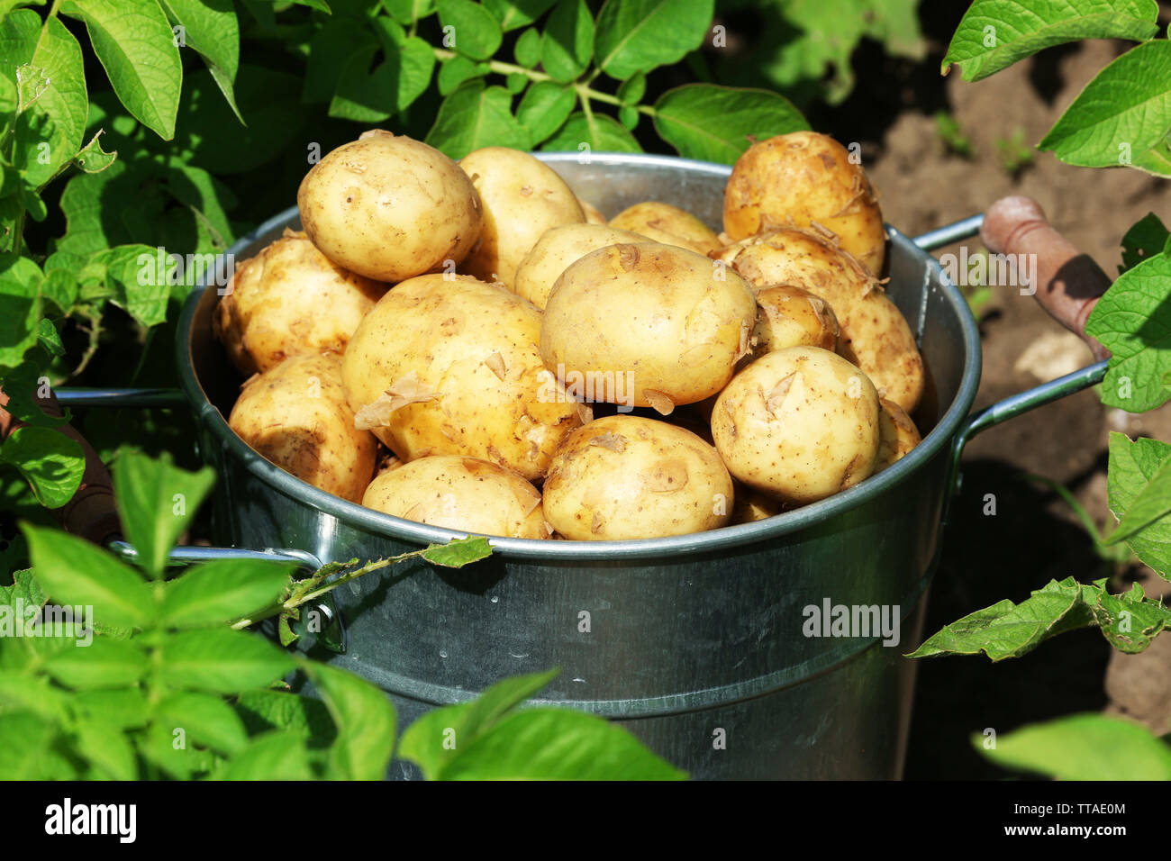 Grown grass in bucket hi-res stock photography and images - Alamy