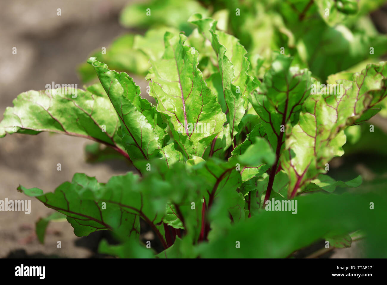 Tops of beet growing in garden Stock Photo - Alamy