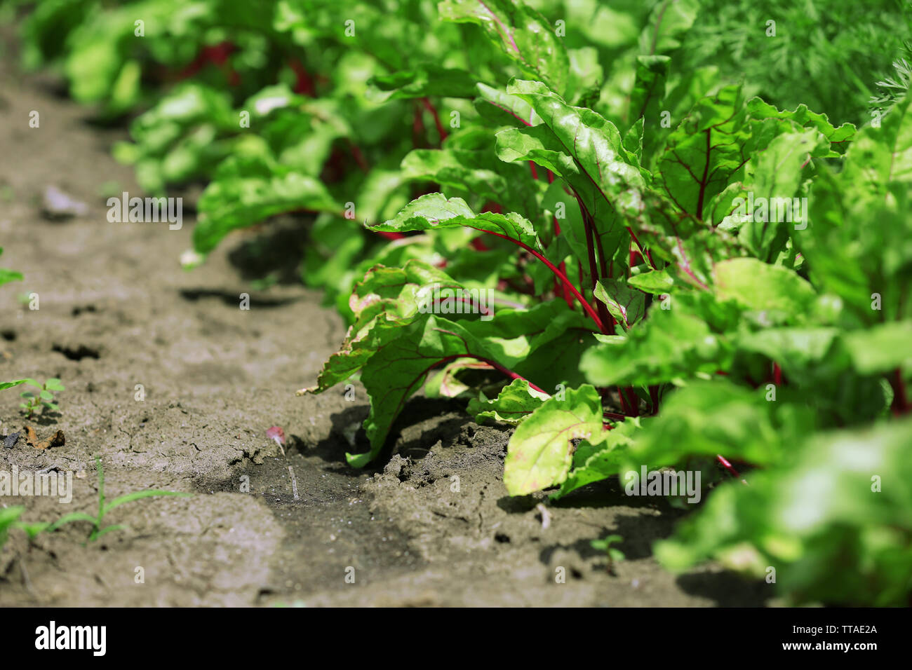 Tops of beet growing in garden Stock Photo - Alamy