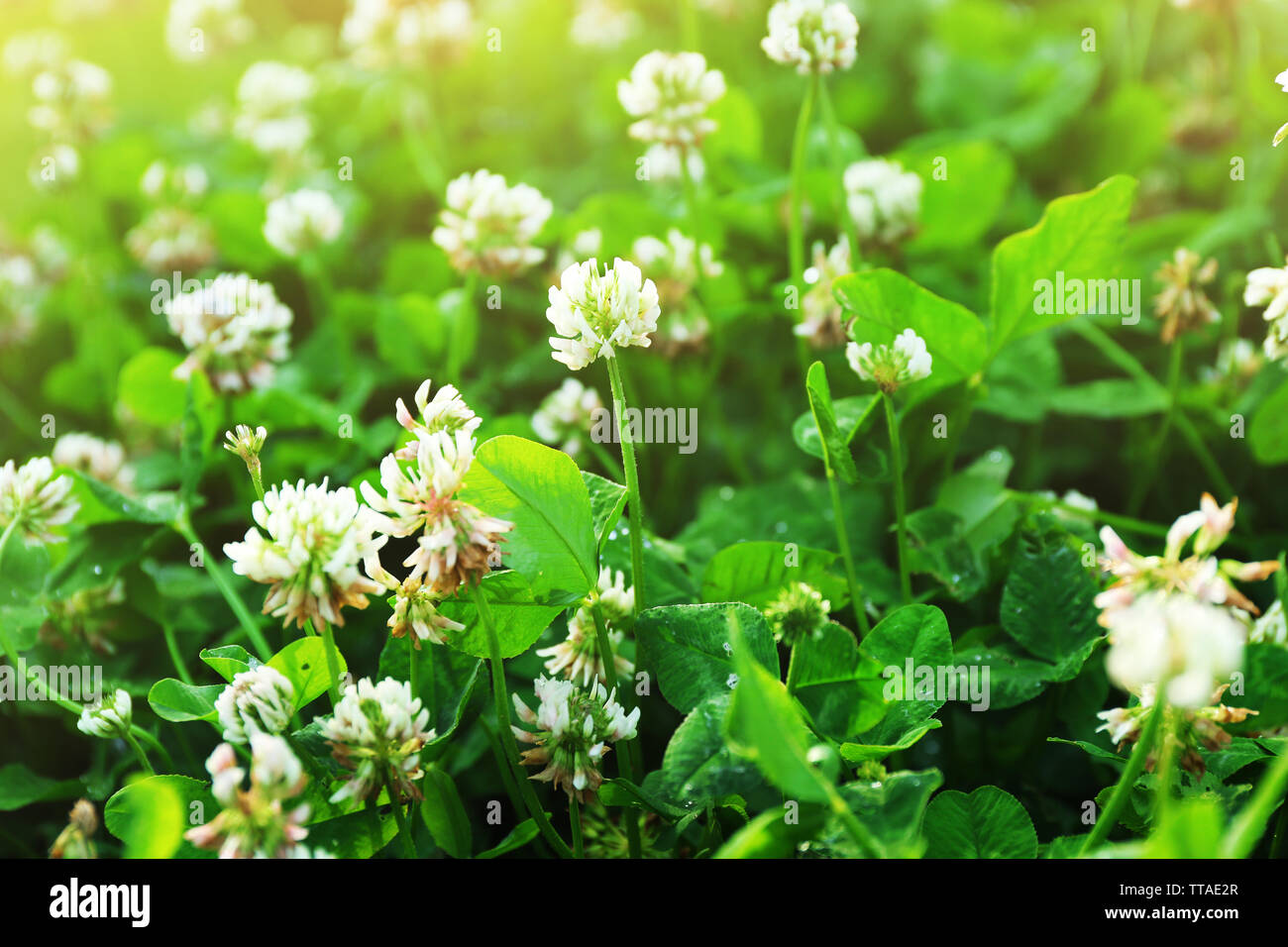 Blossoming clover flowers in hi-res stock photography and images - Alamy