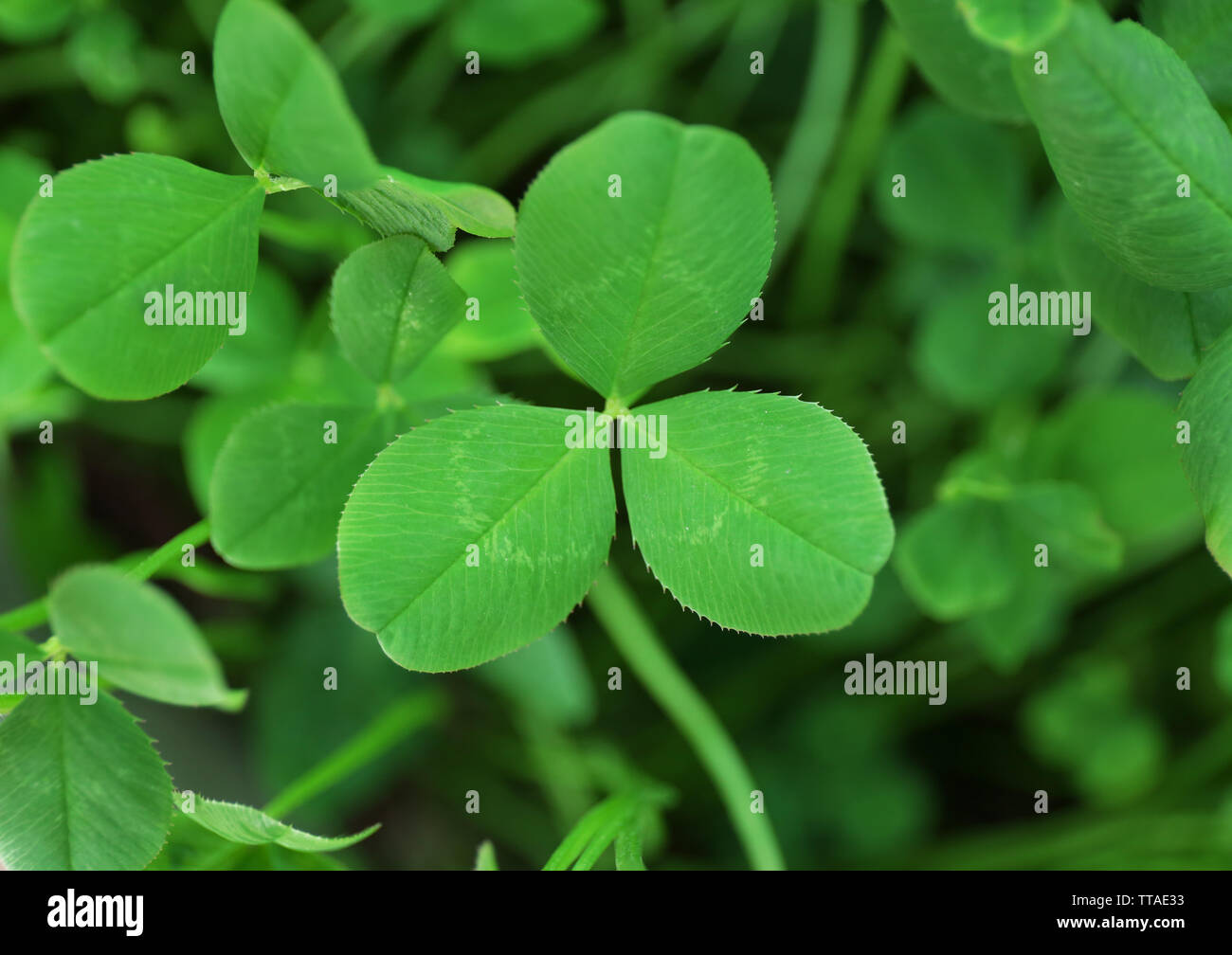 Clover leaves, closeup Stock Photo - Alamy