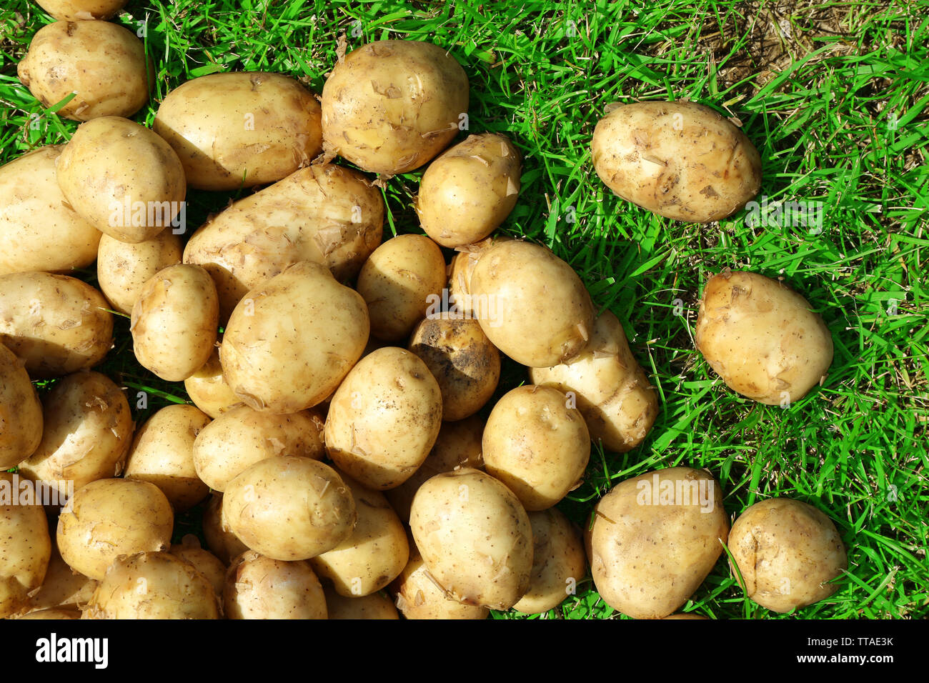 New potatoes over green grass background Stock Photo - Alamy