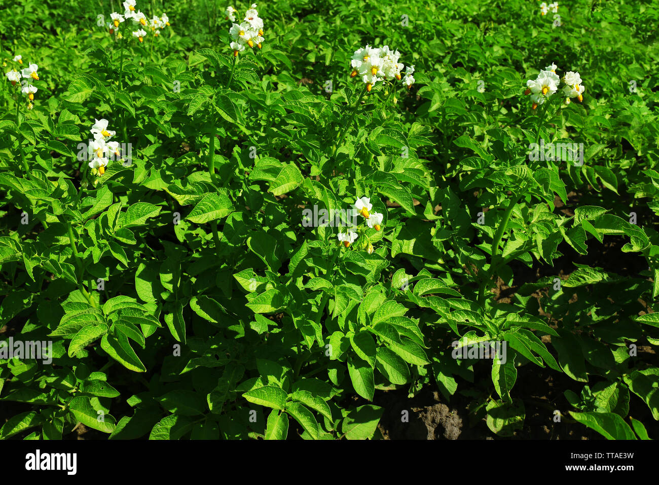 Potato plantation background Stock Photo - Alamy
