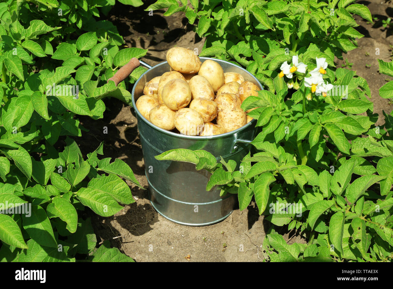 New potatoes in metal bucket over potato plantation Stock Photo - Alamy