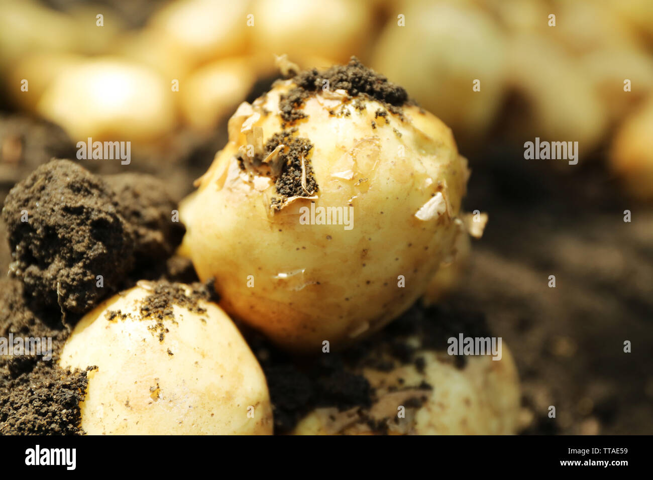 Potatoes in soil hi-res stock photography and images - Alamy