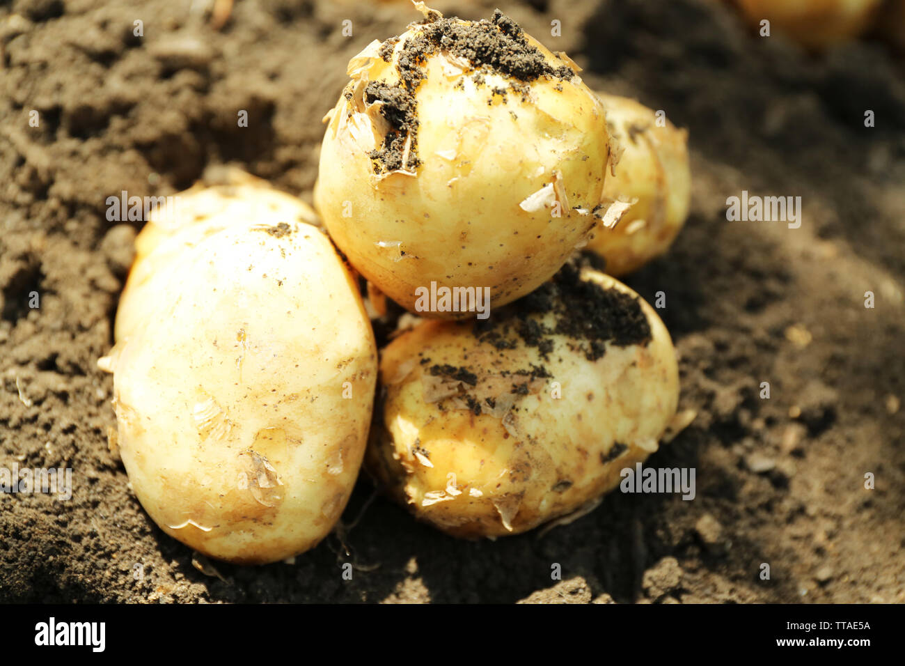 Potatoes in soil hi-res stock photography and images - Alamy