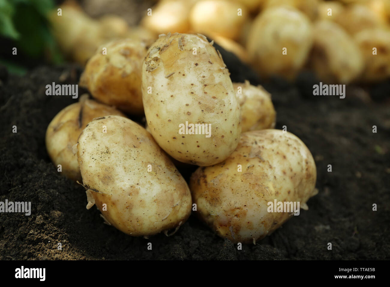 Potatoes in soil hi-res stock photography and images - Alamy