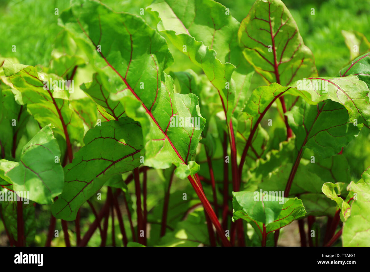 Tops of beet growing in garden Stock Photo - Alamy