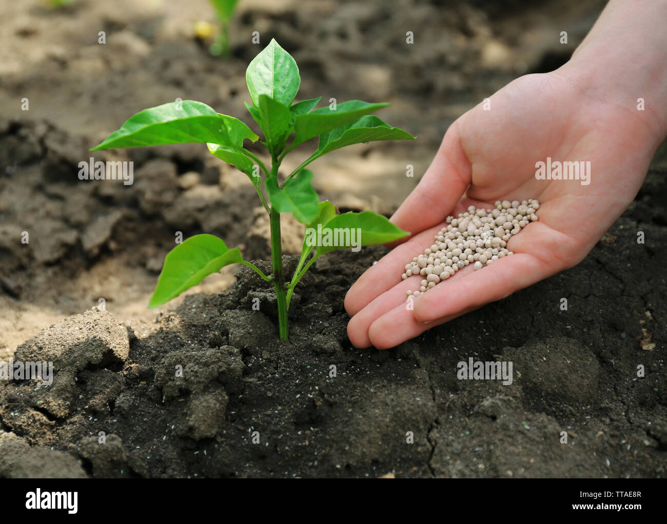 Female hand with fertilizer for plant over soil background Stock Photo ...