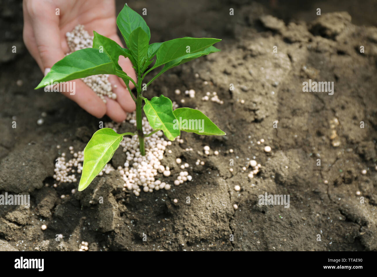 Female hand with fertilizer for plant over soil background Stock Photo ...