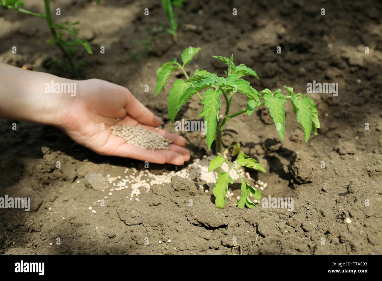 Female hand with fertilizer for plant over soil background Stock Photo ...