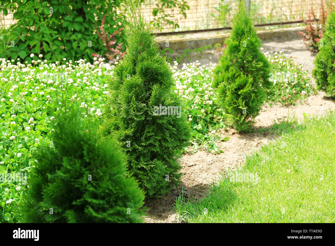Beautiful view of yard with green grass and bushes Stock Photo - Alamy