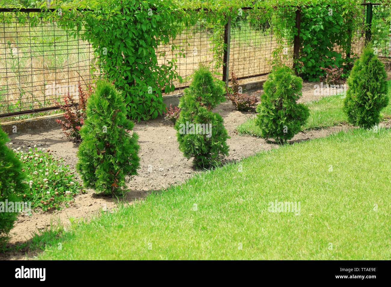 Beautiful view of yard with green grass and bushes Stock Photo - Alamy