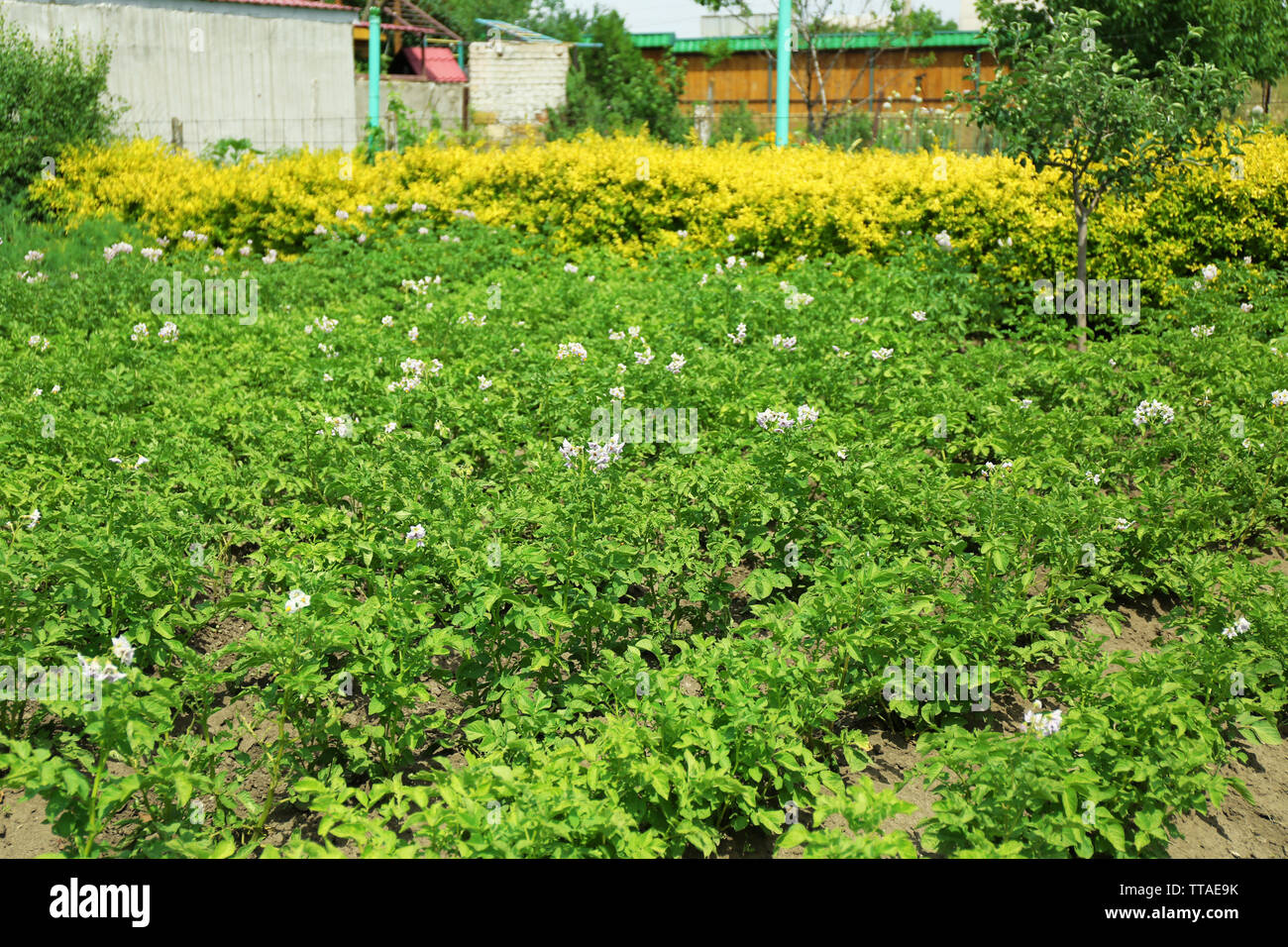 Potato plantation background Stock Photo - Alamy