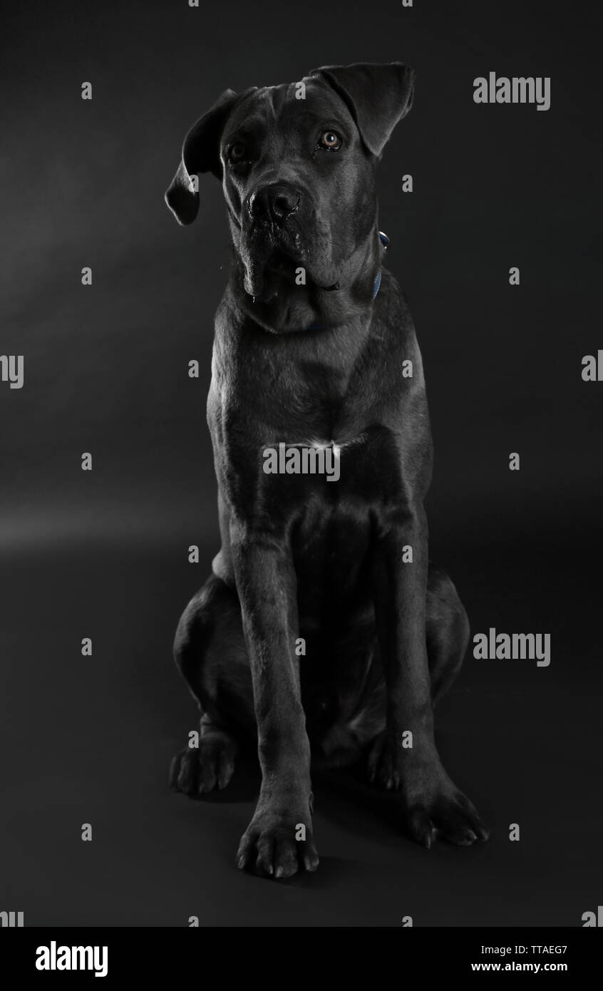 Grey cane corso puppy dog hi-res stock photography and images - Alamy