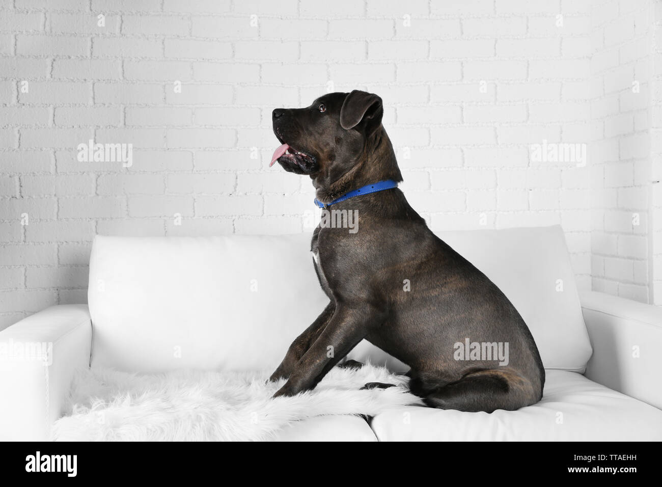 Cane corso italiano dog sitting on sofa at home Stock Photo - Alamy