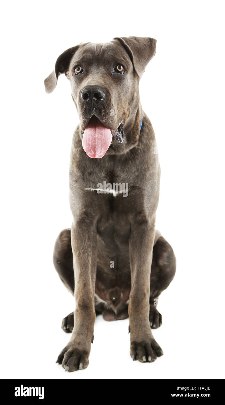 Grey cane corso puppy dog Cut Out Stock Images & Pictures - Alamy