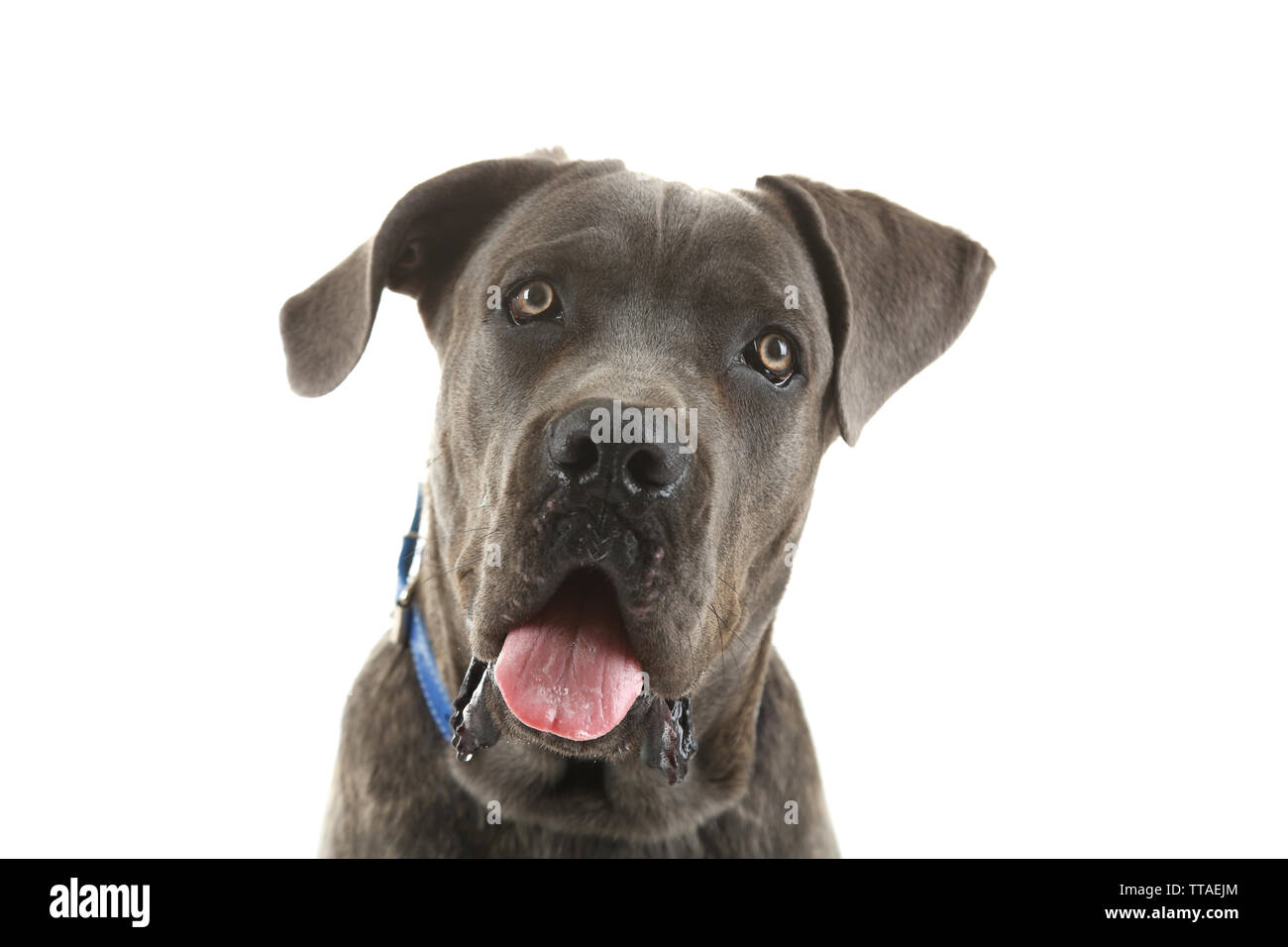 Cane corso italiano dog, isolated on white Stock Photo - Alamy