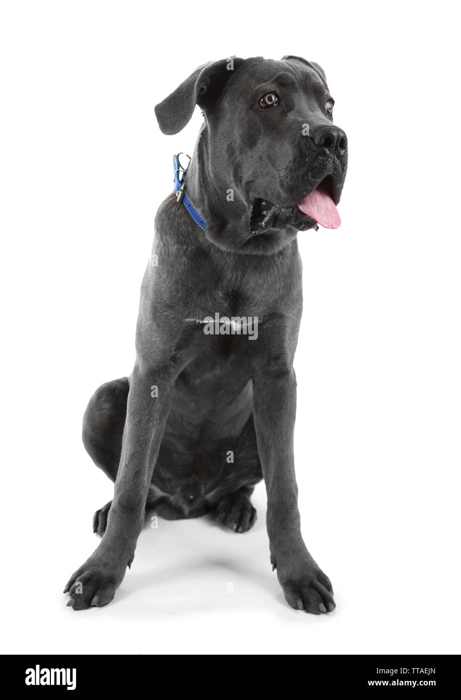 Cane corso italiano dog, isolated on white Stock Photo - Alamy