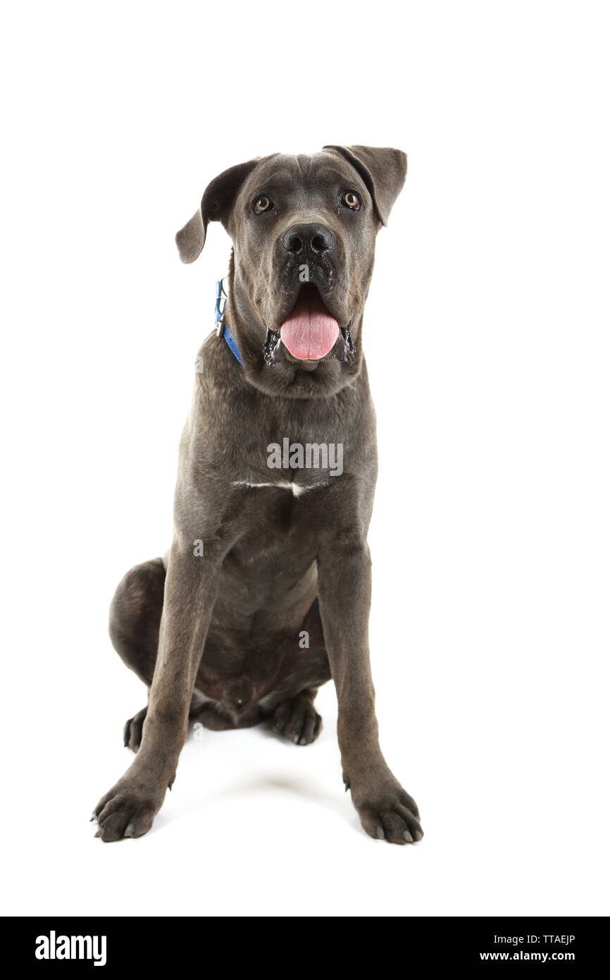 Cane corso italiano dog, isolated on white Stock Photo - Alamy