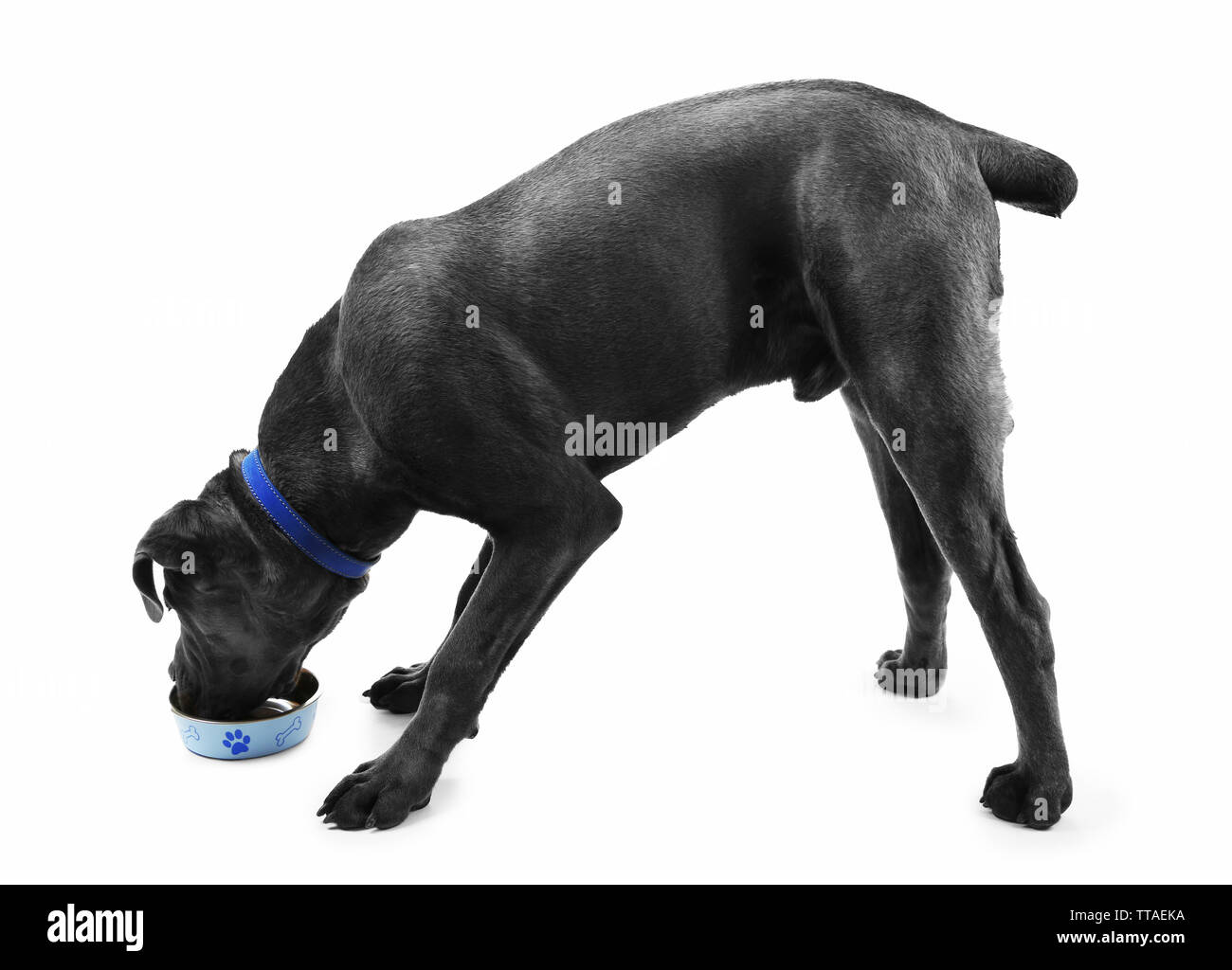 Cane corso food hi-res stock photography and images - Alamy