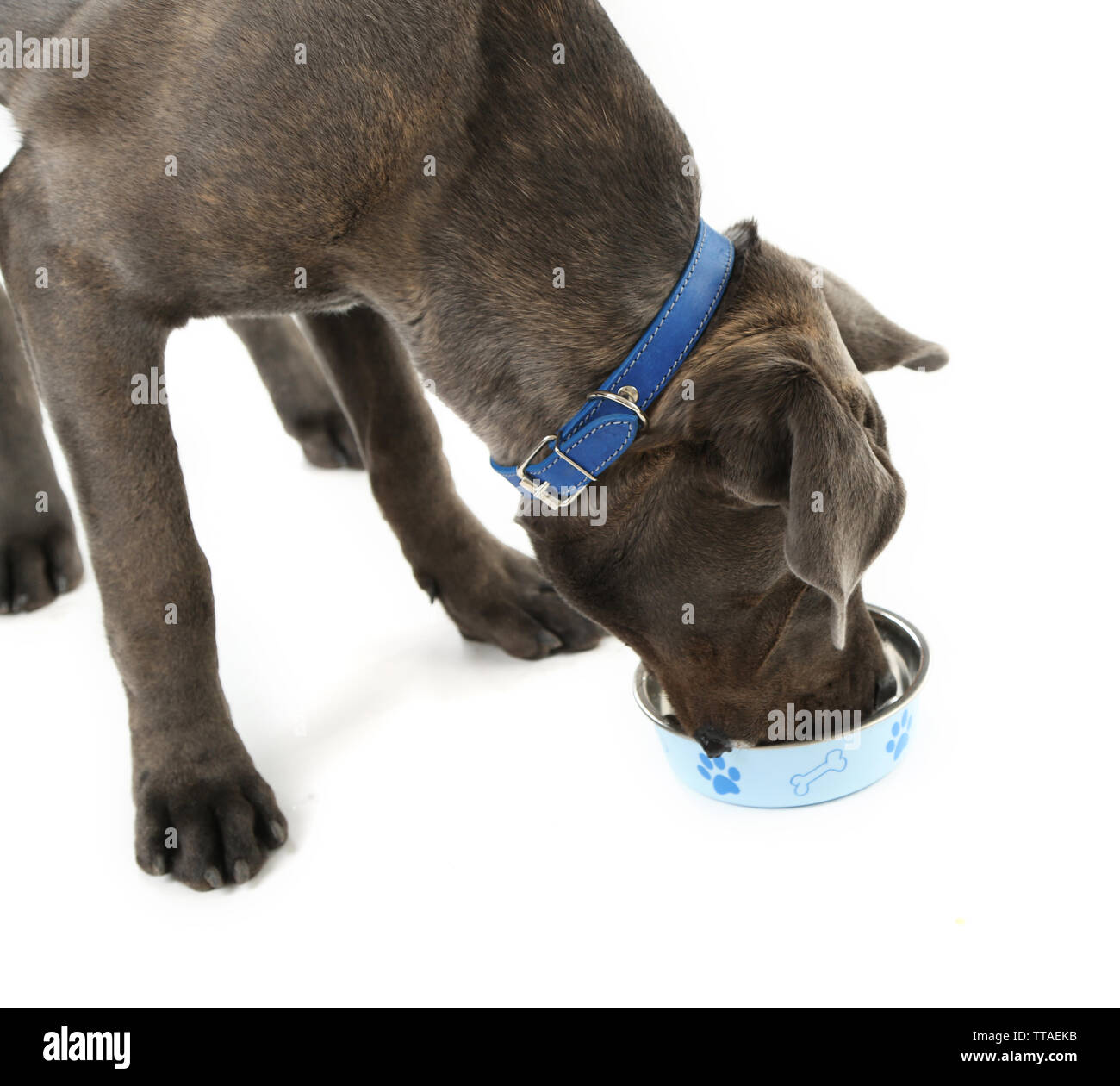 Cane Corso Food High Resolution Stock Photography and Images - Alamy