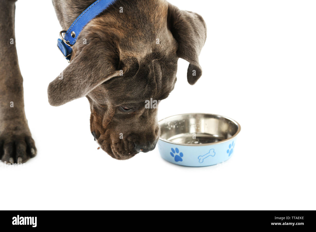 Cane Corso Food High Resolution Stock Photography and Images - Alamy