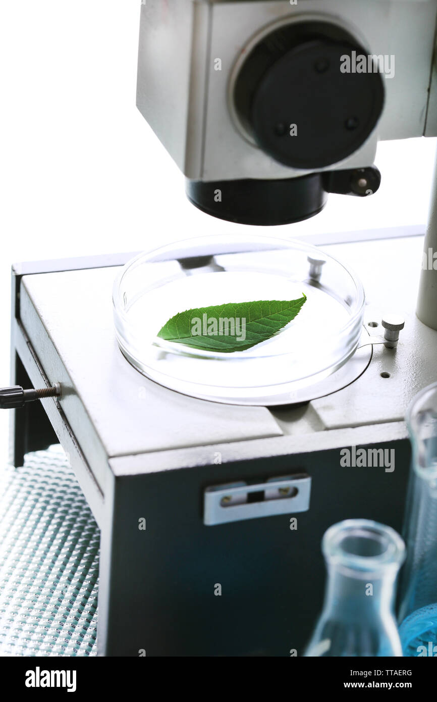 Green leaf in microscope close-up Stock Photo - Alamy