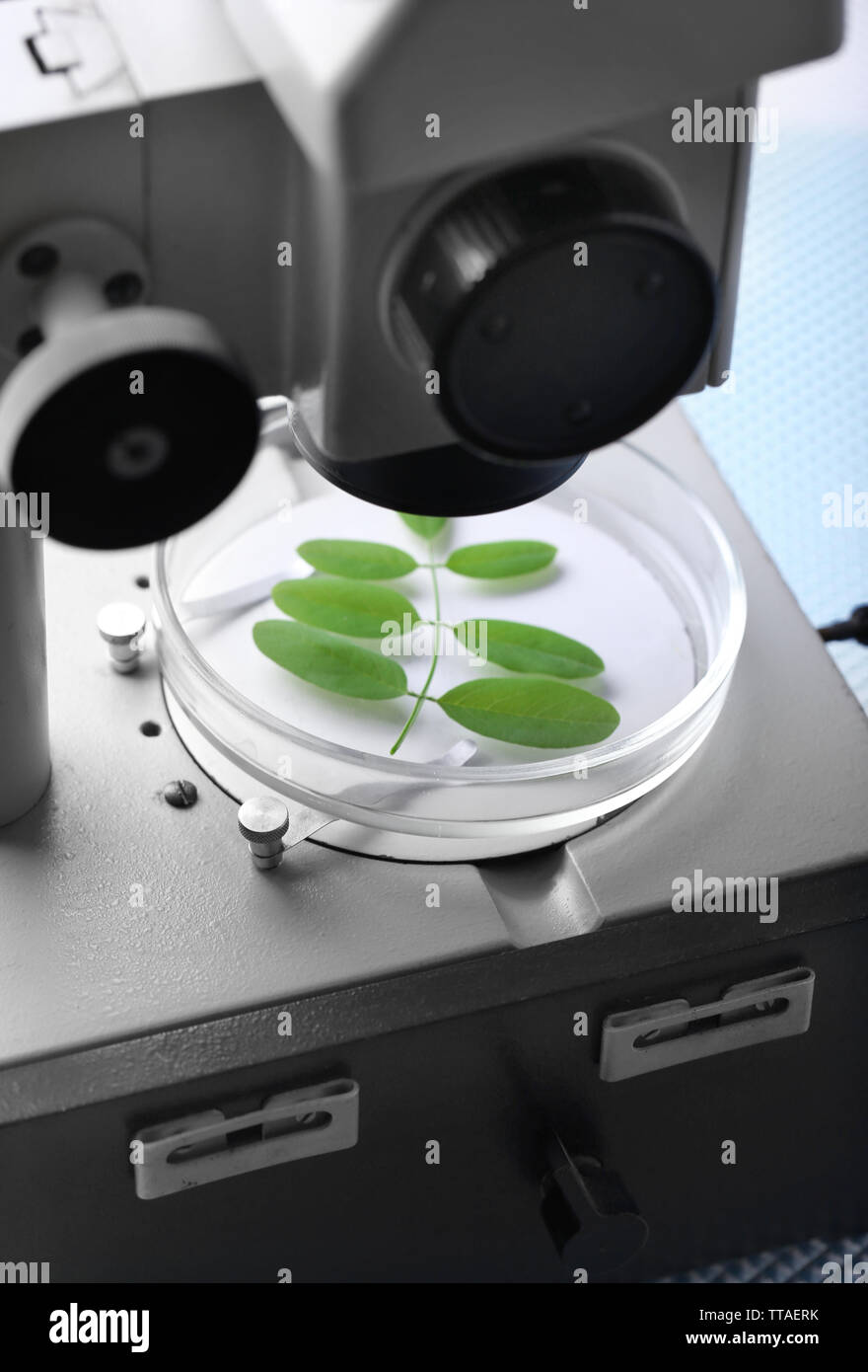 Green leaves in microscope close-up Stock Photo - Alamy