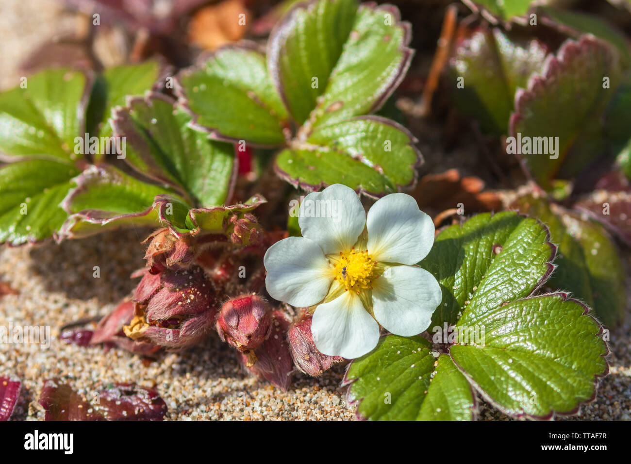 Beach strawberry fragaria chiloensis hi-res stock photography and ...