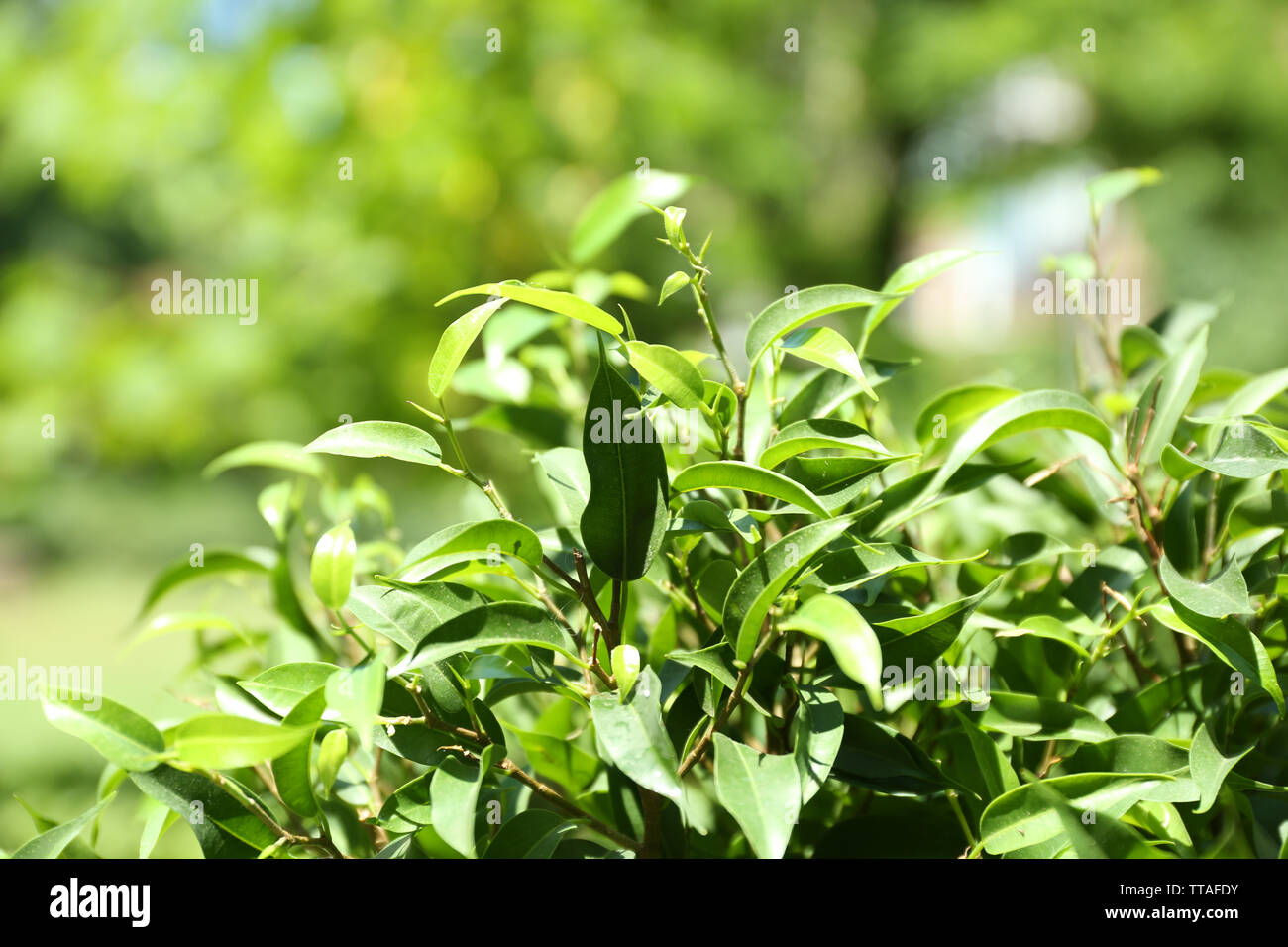 Green tea bush with fresh leaves, outdoors Stock Photo - Alamy
