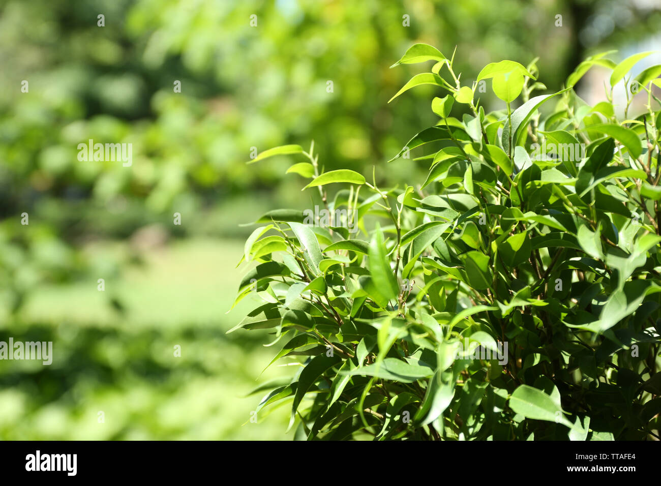 Green tea bush with fresh leaves, outdoors Stock Photo - Alamy
