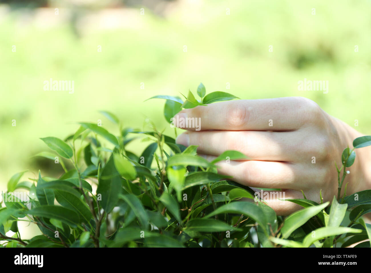 Woman Plucking Fresh Tea Leaves High Resolution Stock Photography and ...