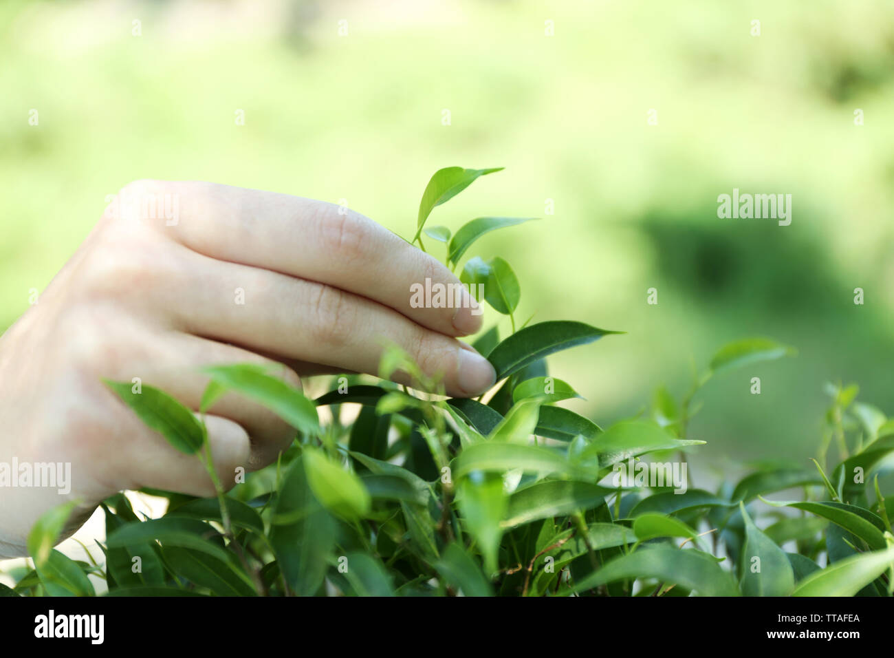 Woman plucking fresh tea leaves hi-res stock photography and images - Alamy