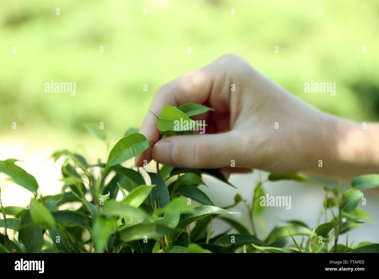 Hand plucking tea leaf, outdoors Stock Photo - Alamy