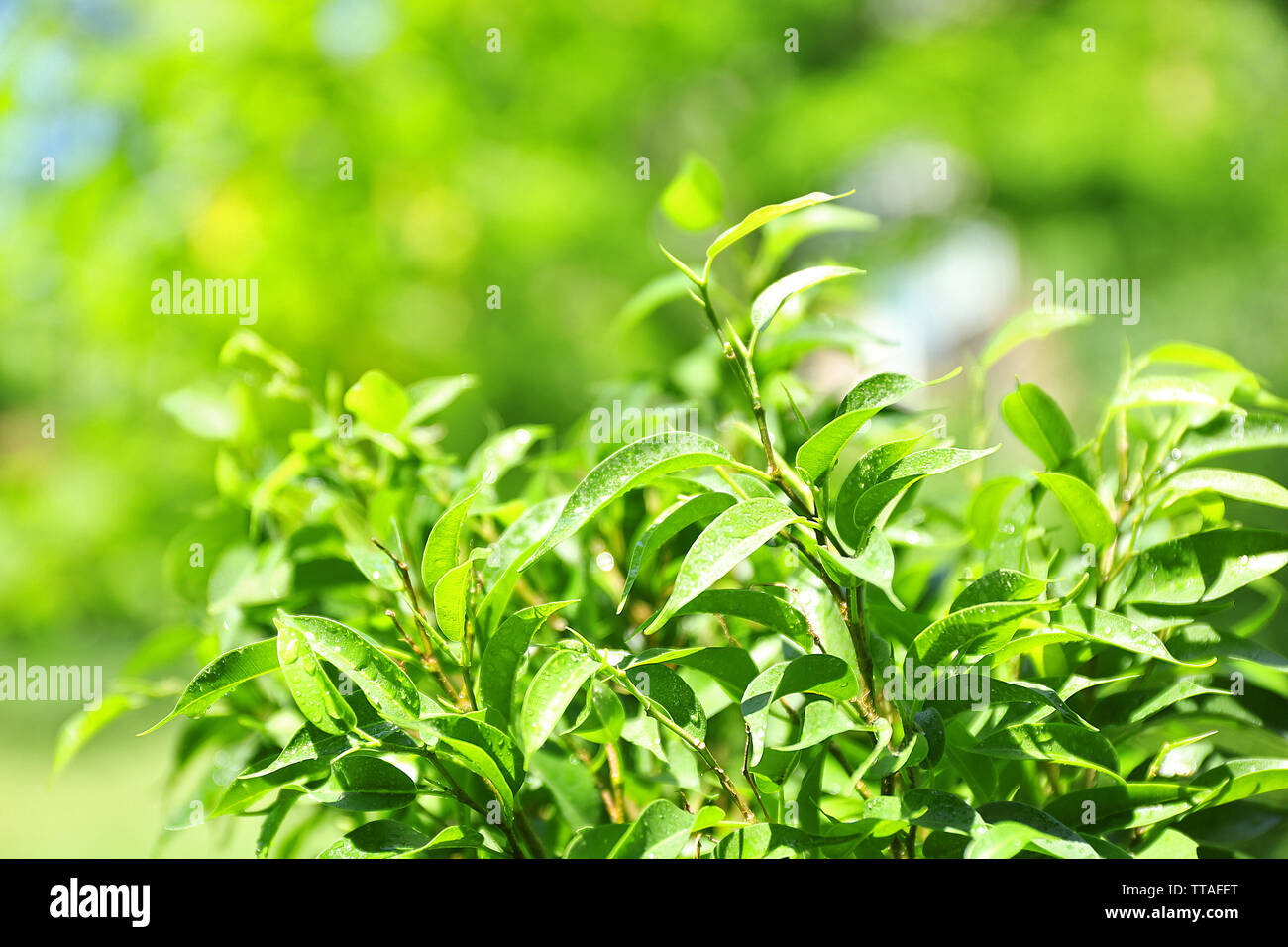 Green tea bush with fresh leaves, outdoors Stock Photo - Alamy