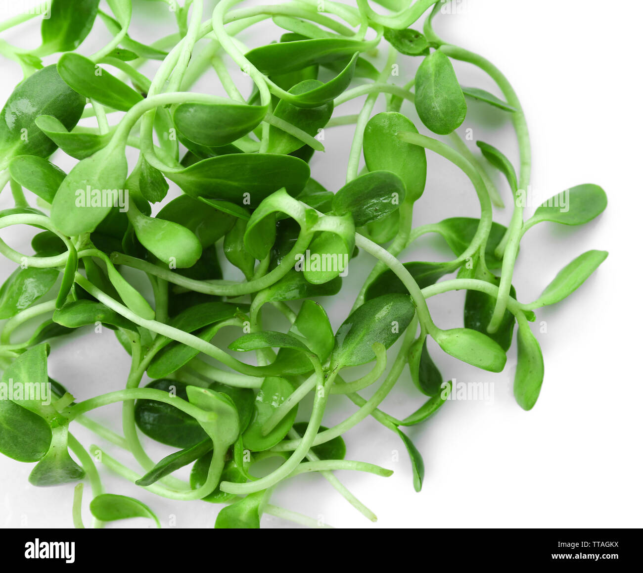 Green young sunflower sprouts close up Stock Photo - Alamy