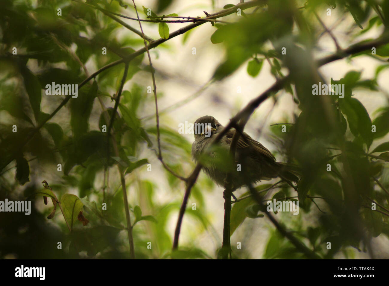 Minuscule animals hi-res stock photography and images - Alamy