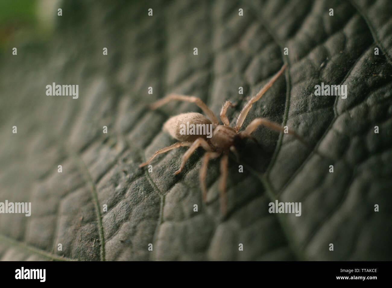 Earth Spider High Resolution Stock Photography and Images - Alamy