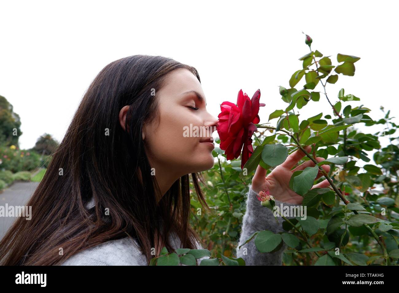 Girl smell smelling rose hi-res stock photography and images - Alamy
