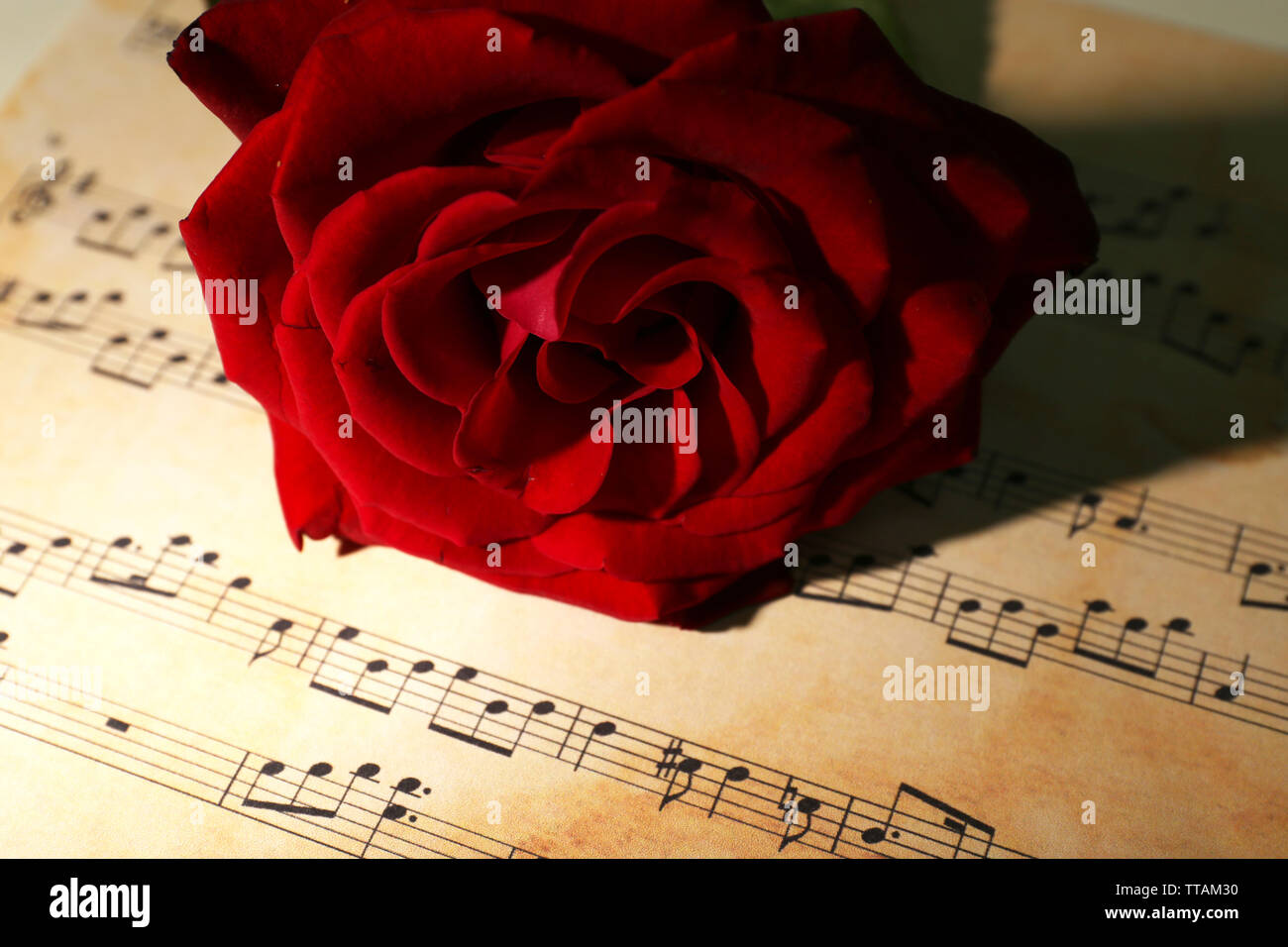 Beautiful red rose on music sheets, closeup Stock Photo - Alamy