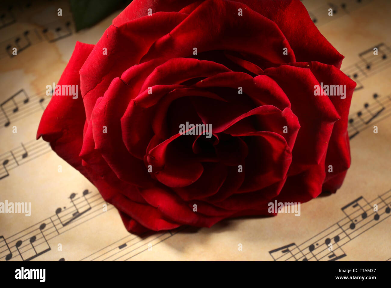 Red rose on sheet of music hi-res stock photography and images - Alamy