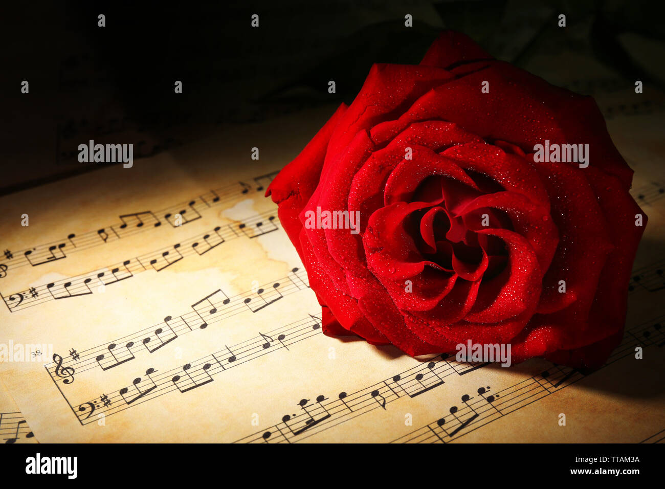 Beautiful red rose on music sheets, closeup Stock Photo - Alamy