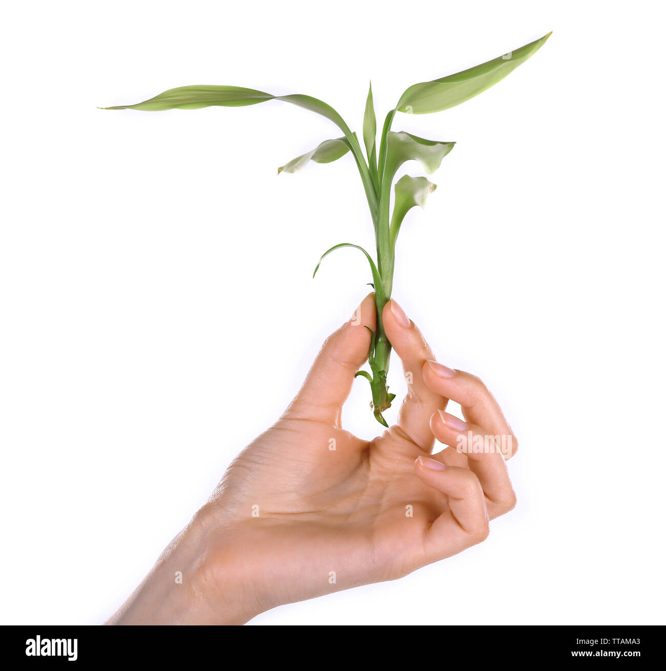 Female hand with green plant isolated on white Stock Photo - Alamy