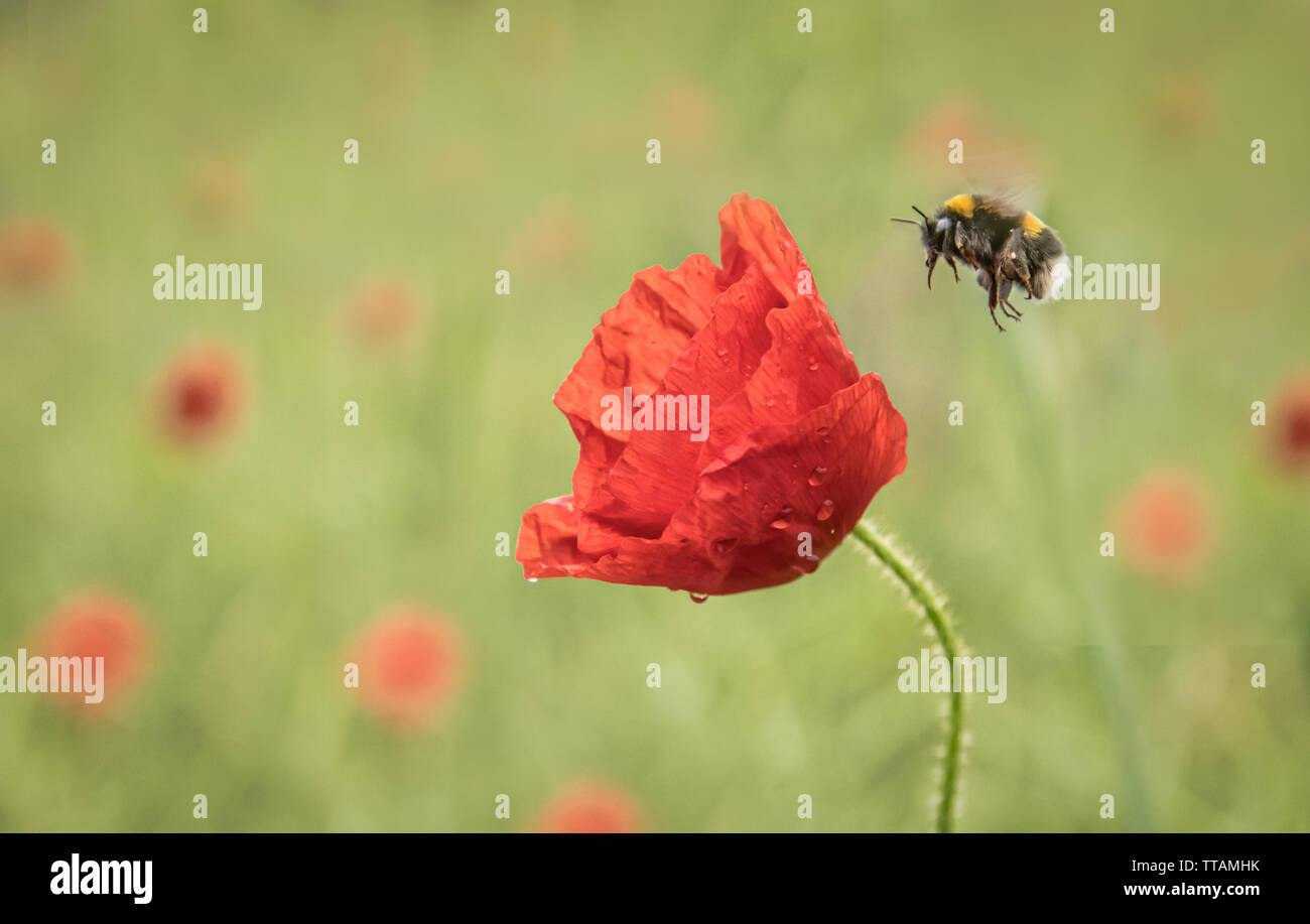 Poppies in field bee flying hi-res stock photography and images - Alamy