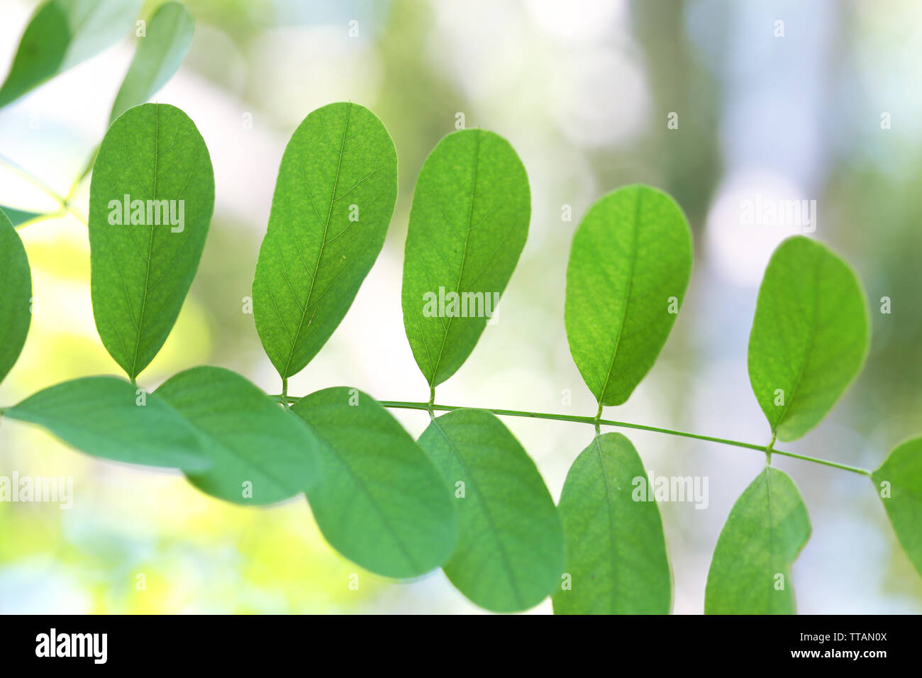 Acacia Tree Close Up