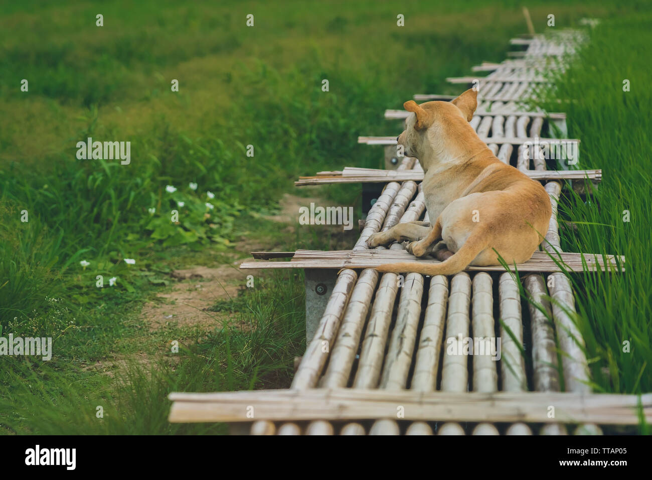 A brown dog on wooden bamboo bridge walkway spanning to the rice field ...