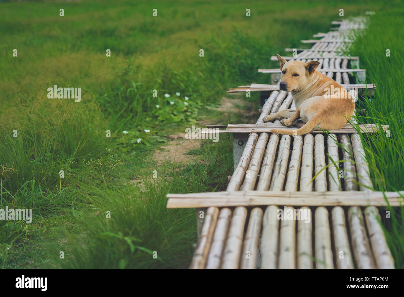 Farmer dog in rice paddy hi-res stock photography and images - Alamy