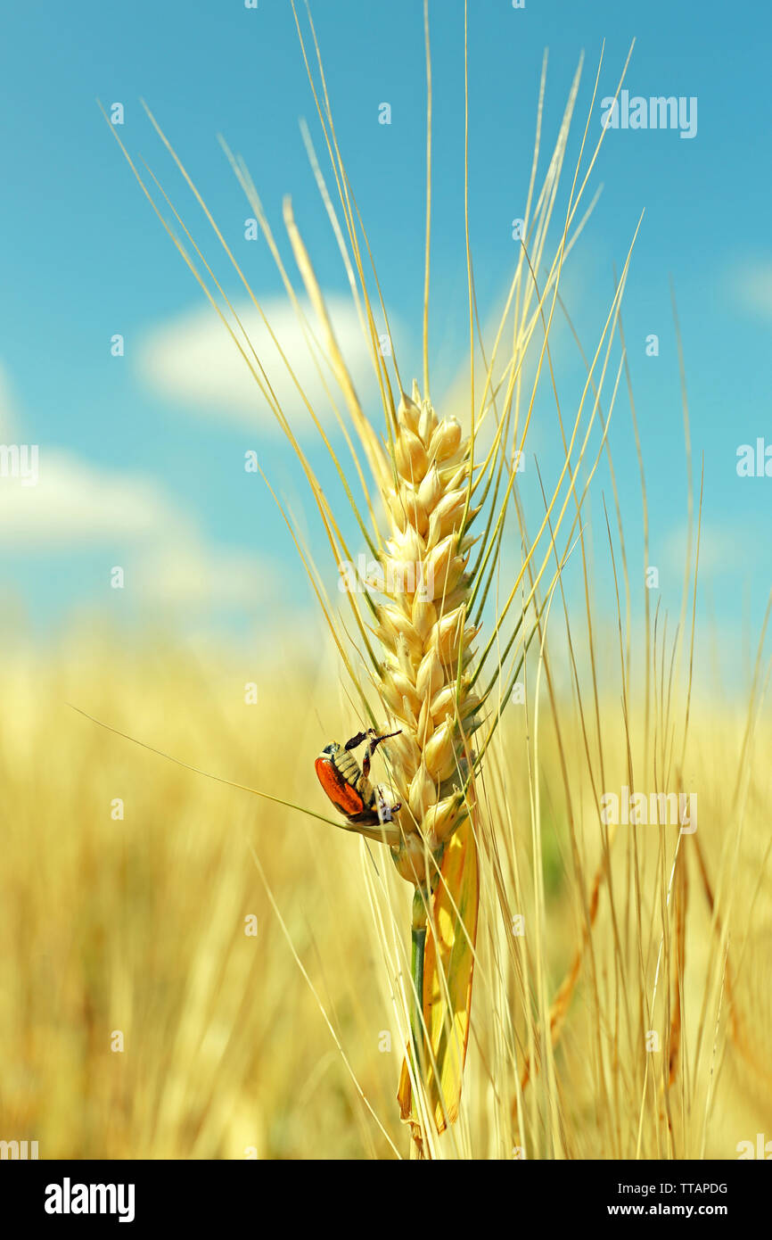 Beautiful beetle on wheat ear in field Stock Photo - Alamy