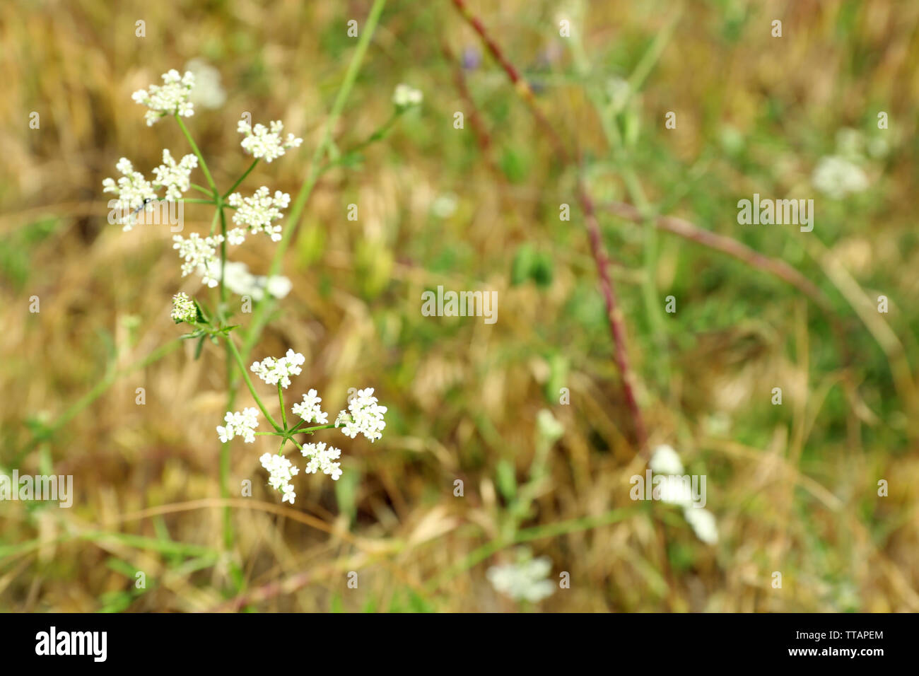 Beautiful green field with small flowers outdoors Stock Photo - Alamy